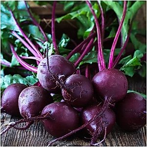 1200 Early Wonder Tall Top Beet Seeds for Planting 1 Ounce of Seeds Non GMO and Heirloom Survival Vegetable Garden