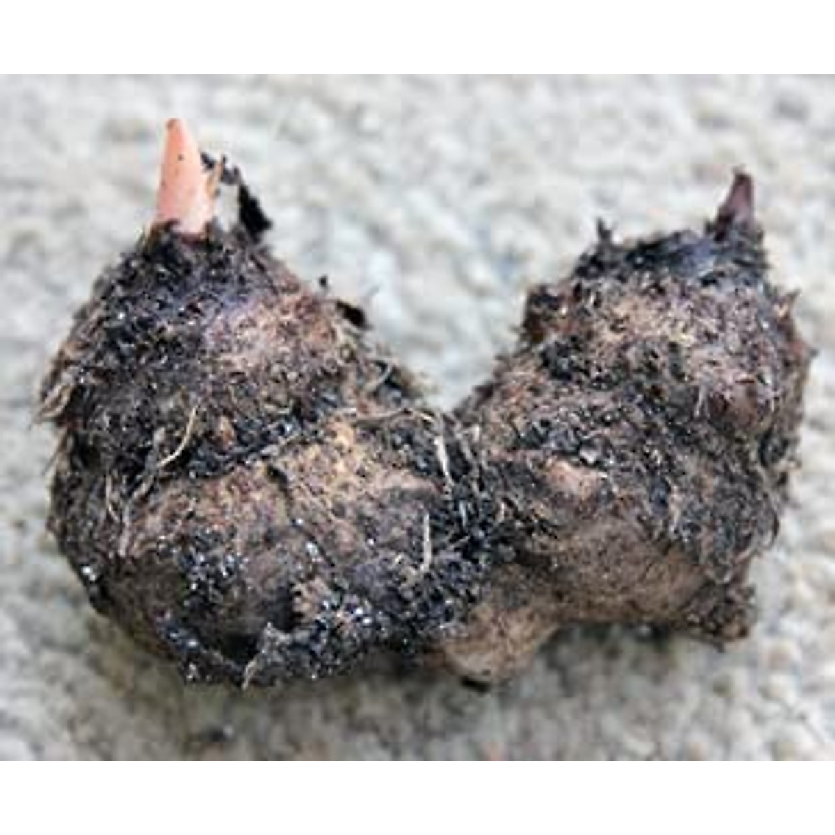 Pink Cloud Caladium - Bare Root - Zone 9-11