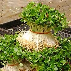 Radish Sprouting Seeds | Non GMO | Grown in USA | (1/4 Pound)
