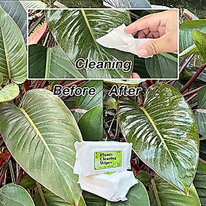 AUSHUCU Plants Cleaning Wipes Weave Unscented Wipes，Clean and Photosynthesis leaf cleaner for House Plants Outdoor Plants(2 Pack/160 Wipes)