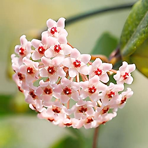 Hoya Carnosa Seeds Wax Plant Fragrant Perennial Low Maintenance Easy to Care Tropical Succulent Containers Indoor Trellis 100Pcs Flower Seeds by YEGAOL Garden