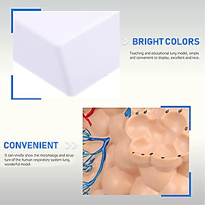 Scicalife Manikin Body Human Respiratory Lung Model Respiratory Large Alveolus Model Experiment Model Manikin