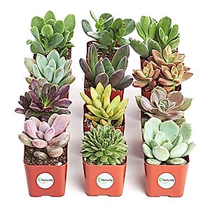 Shop Succulents | Unique Live Plants, Hand Selected Variety Pack of Mini Succulents | Collection of 12