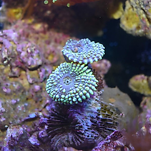 Seachem Reef Carbonate 500ml