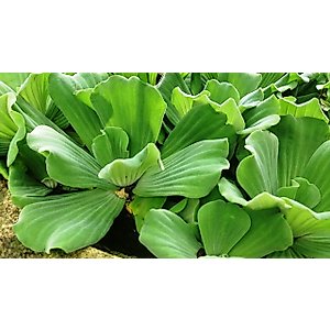 Oldworldtropicals, Water Lettuce InPistia StratioesIn (Bundle of 5) Aquatic Water Tropical Plant