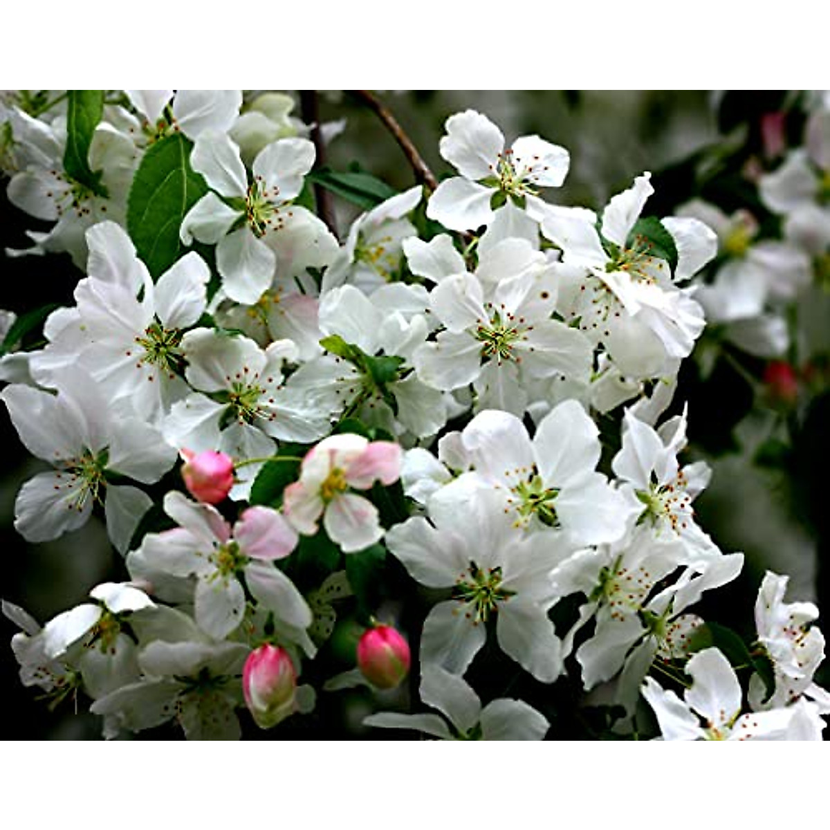 Crabapple Tree Live Plant 1.5 to 2.5 Ft Height, Crab Apple Fruits Crabapple Plant, White Flowers, No Ship to CA
