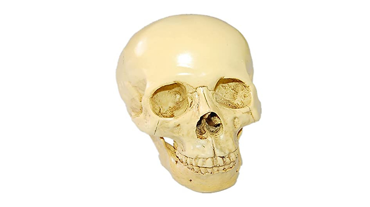 Realistic Life Size Human Skull Model for Decor & Education
