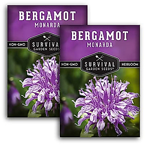 Survival Garden Seeds - Bergamot Herb (Bee Balm) Seed for Planting - 2 Packs with Instructions to Plant and Grow Lavender Monarda Wildflowers in Your Home Vegetable Garden - Non-GMO Heirloom Variety