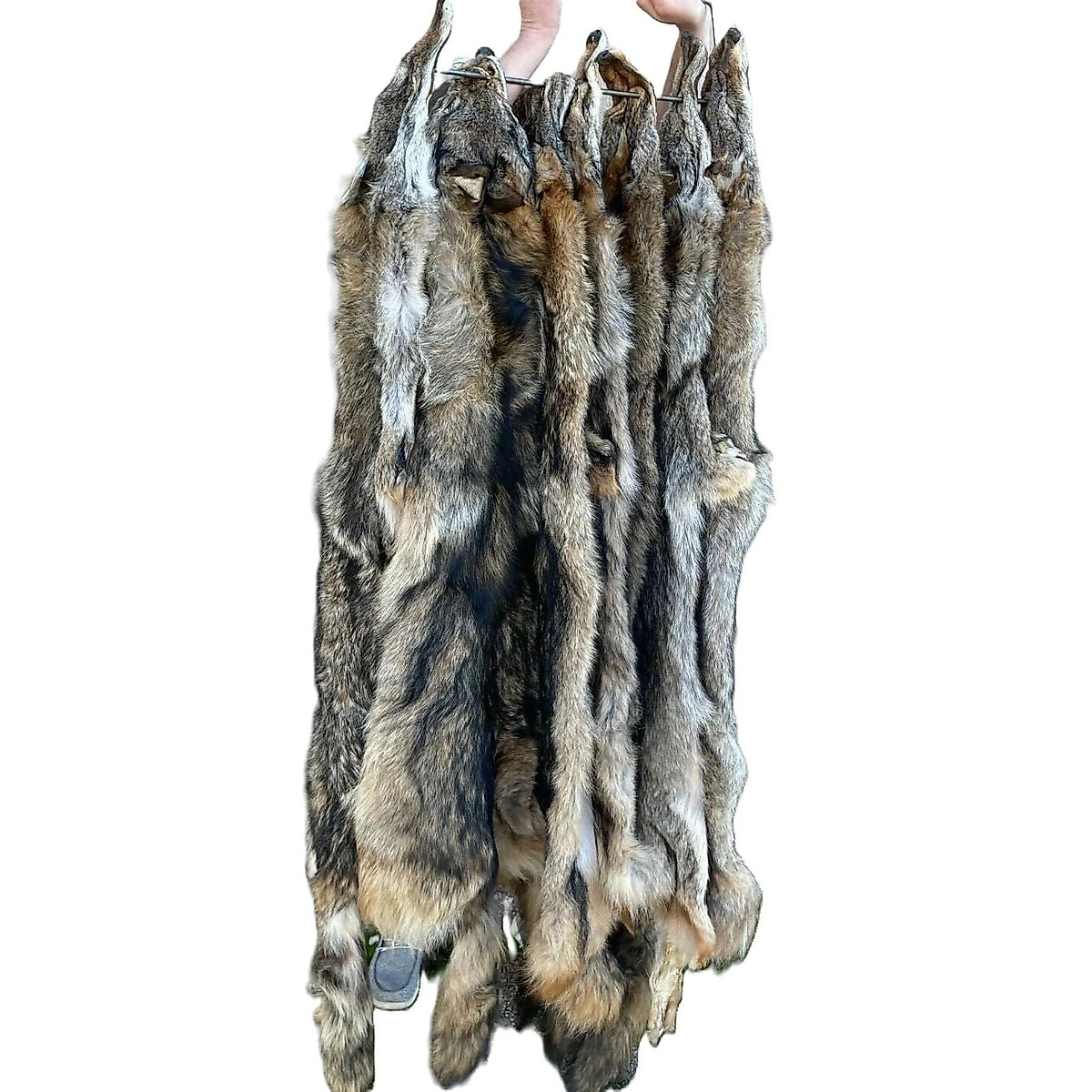 Eastern Coyote Pelt, Tanned (Premium Grade)