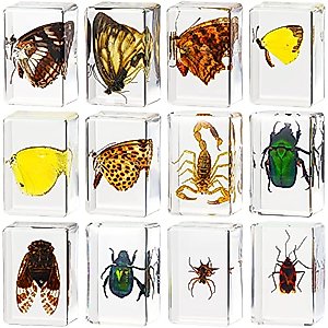 12 Pcs Insect in Resin Specimen Bugs Collection Paperweights Arachnid Resin Specimen Different Insect Specimen Bug Preserved in Resin for Kids Scientific Educational Toy, 12 Styles (Ladybug)