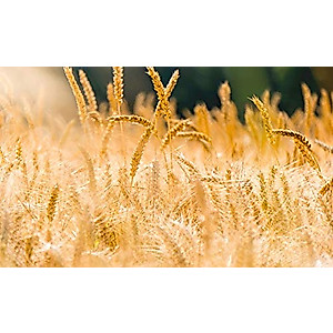 Greentiming Small Cereal Bowl Colorful Dinner Bowls Set of 4, Unbreakable Lightweight Durable Meal Rice Bowl - 12 oz Microwavable Bowl for Salad, Soup, Fruits, Desserts, Portable Bowl for Picnic