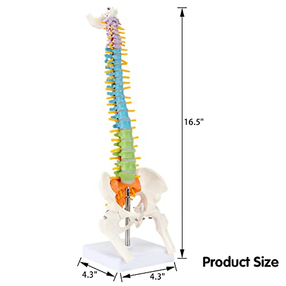 MIIRR Mini Color Spine Anatomy Model, 16.5" Human Spine Model with Spinal Nerves, Intervertebral Discs, Pelvis Model, Great for Learning, Teaching, Displaying