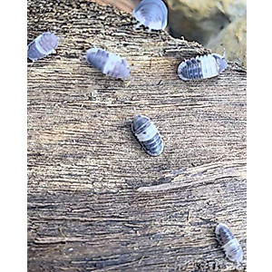 Panda King Isopods 6 Count Live Insects Cubaris Roly Poly Cleanup Crew for Terrarium Reptile Pet Food