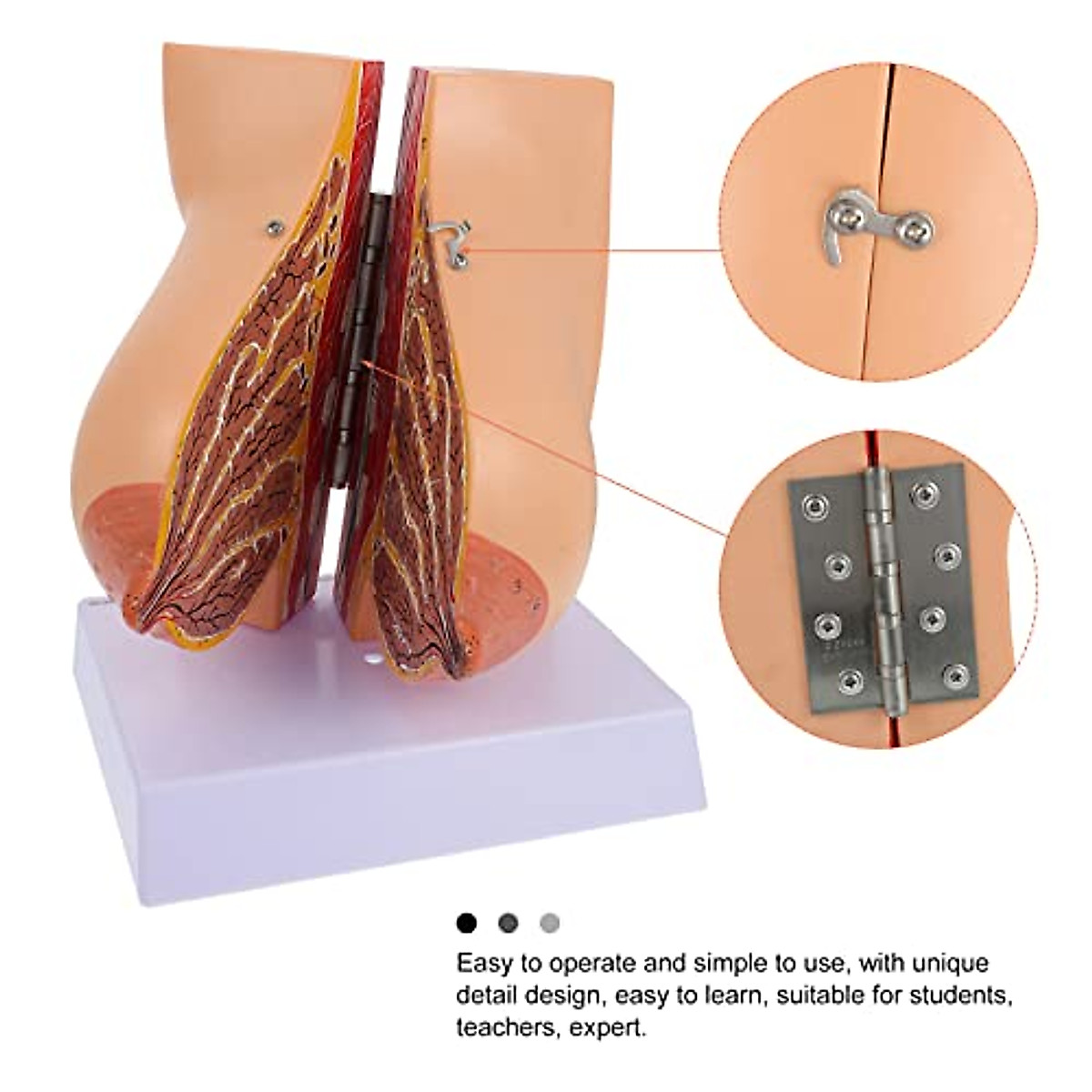 iplusmile Model of The Female Breast Human Breast Anatomy Model Lactation Teaching Nursing Trainning Education Tools for Medical Students and Teachers