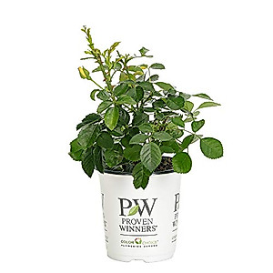 Proven Winners ROSPRC2047800 Ringo Rose Live Shrub, 4.5 in. Quart, Yellow & Pink Flowers