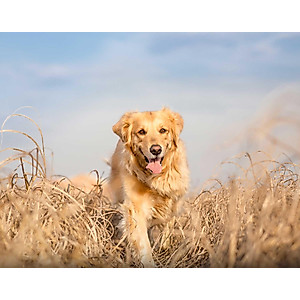 2024 Golden Retriever Wall Calendar 16-Month X-Large Size 14x22, Best Golden Retriever Dog Calendar by The KING Company-Monster Calendars