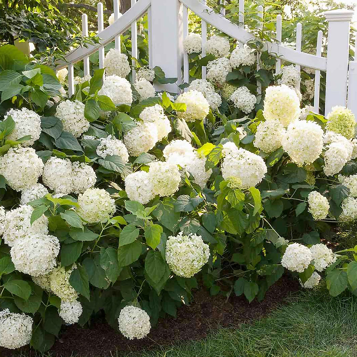 QAUZUY GARDEN 50 Premium Hydrangea Seeds White Hortensia - Attractive Perennial Flowering Shrub Bush Tree - Attract Pollinators & Fast-Growing - Striking Accent Landscape Plant