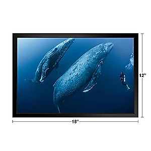 Scuba Diver with Adult Female Humpback Whale Photo Black Wood Framed Wall Art 20x14