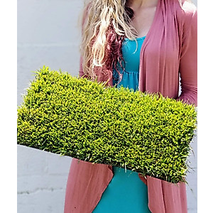 Zoysia Plugs - 50 Large Grass Plugs - Drought Tolerant, Low Maintenance EZPLug