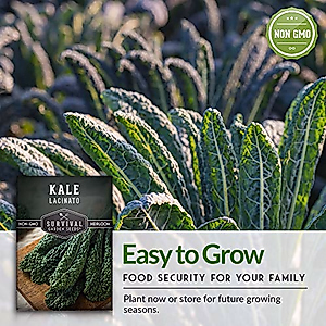 Survival Garden Seeds - Lacinato Kale Seed for Planting - Packet with Instructions to Plant and Grow in Your Home Vegetable Garden - Non-GMO Heirloom Variety - 3 Pack