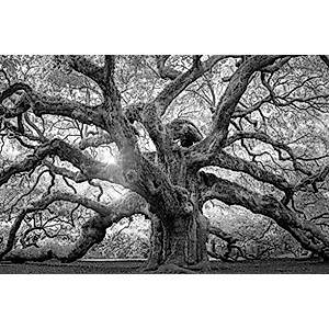 Angel Oak Tree Monochrome Charleston South Carolina Black White Nature Forest Cool Wall Decor Art Print Poster 36x24