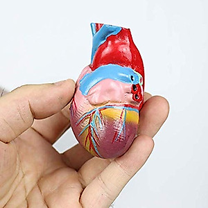 KINOFU Educational Model, Assembly Educational Model 42Cm Human Torso Anatomy Model Human Internal Organs Anatomical Model for Teaching Aids for School,Education Teaching Aids