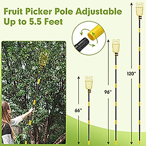INFLATION Fruit Picker Tool,Apple Picker Pole with Basket,5.5 FT Adjustable Fruit Picker Pole with Basket Telescoping,Sturdy Basket with Foam Pad for Picking Avocado Acorn Lemon Pear Mango
