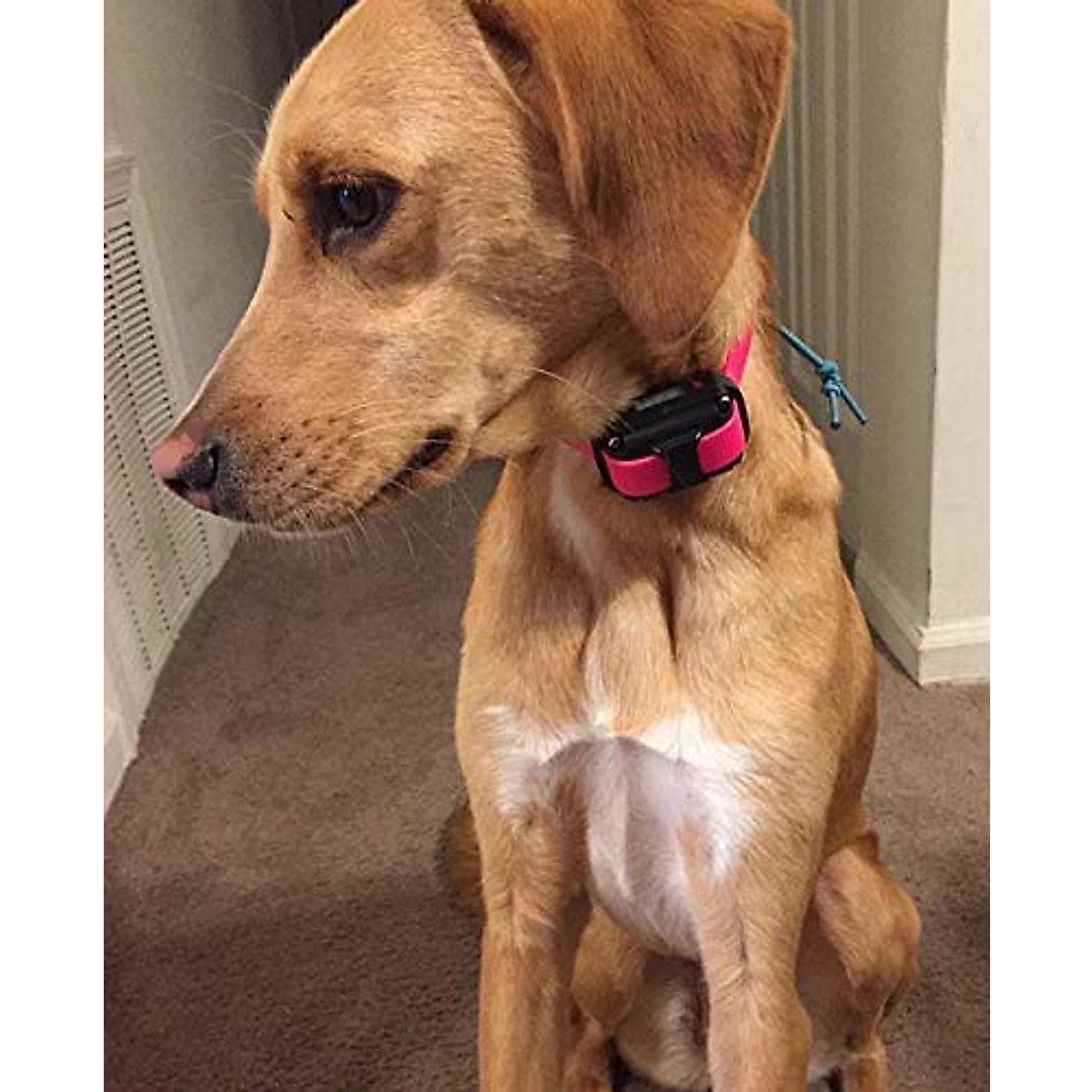 Sparky Pet Co - ECollar Replacement Strap - Bungee Dog Collar - Waterproof - Adjustable - Secure Nexus Wheel Lock - for Electronic Training & Invisible Fence Systems - 3/4" (Black)