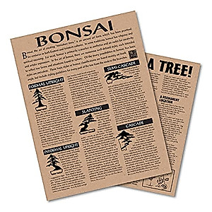 Bonsai Tree | Rocky Mountain Juniper | Seed Grow Kit | The Jonsteen Company