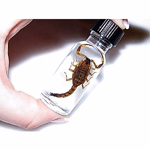 BicBugs WET SPECIMEN REAL GOLD SCORPION XL PRESERVED IN BOTTLE