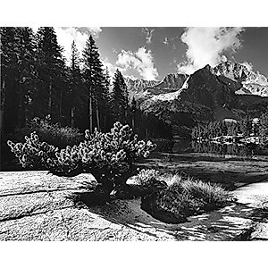 Dwarf Pine, Lake Reflection (#2)