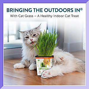 Pre-Grown Organic Cat Grass Plant for Indoor Cats. Natural Live cat Treats (3 Pack Cat Grass with Stand)