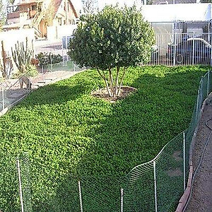 Outsidepride Perennial White Miniclover Lawn Clover & Ground Cover Seeds - 5 LBS, Green