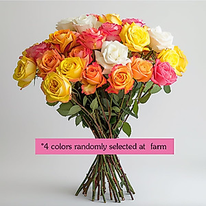 100 Assorted Roses- Fresh Cut Flowers- 4 Colors (OM)