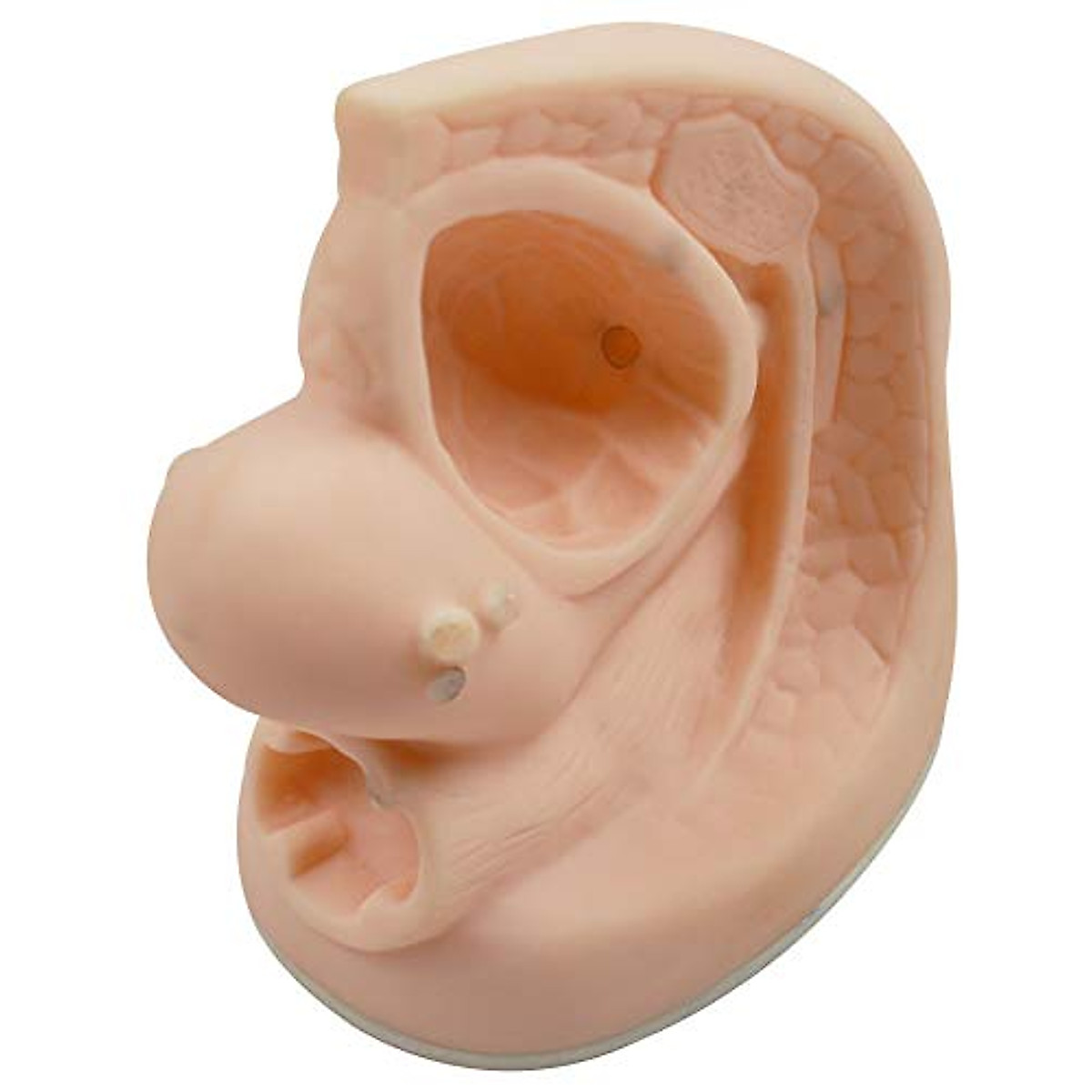 INTBUYING Education Model Male and Female Anatomy Teach Set Model Internal and External Genital Anatomy Model and Urinary Mold