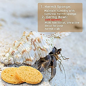 12 Pieces Hermit Crab Sponges Pet Crab Sea Sponges Unbleached Hermit Crab Supplies Sponge Provide Nutrients Crab Sponges Hermit Crab Accessories for Maintaining Hermit Crab Tank Humidity Supplies