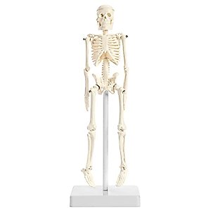 Mini Human Skeleton Model with Stand - 8.6" Tall Desktop Anatomical Skeleton Model