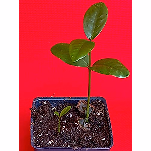 Purple Malay Apple Syzygium malaccense Fruit Tree Starter Potted Plant Very Rare