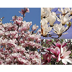10+ Mixed Magnolia Flower Seeds Fragrant Tree Perennial Ornamental Plant Garden