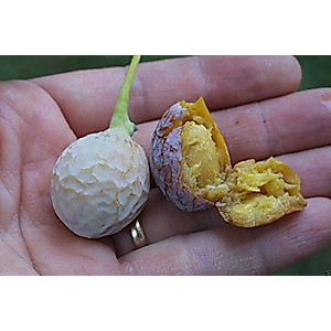 GINKGO BILOBA Plant Seeds"Maidenhiar tree" Can make an excellent bonsai(5 seeds)