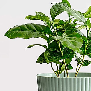 Giraffe Creation 7 inch Large Plant Pots, 5 Pack Flower Pots Outdoor Indoor, Planters with Drainage Hole and Tray Saucer