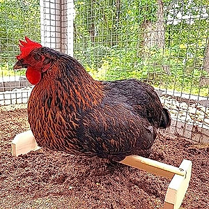 Single Bar Perch (15 inch Stretch)