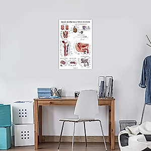 Palace Learning Laminated Male Reproductive System Anatomical Chart - Male Anatomy Poster - 18" x 24"