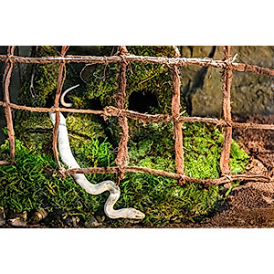 Galápagos (05213) Terrarium Green Sphagnum Moss, Natural, 4 Quart