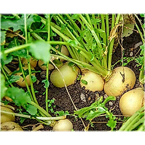 1000 Gold Ball Turnip Seeds for Planting Heirloom Non-GMO 3.5+ Grams Garden Vegetable Bulk Survival Golden Ball