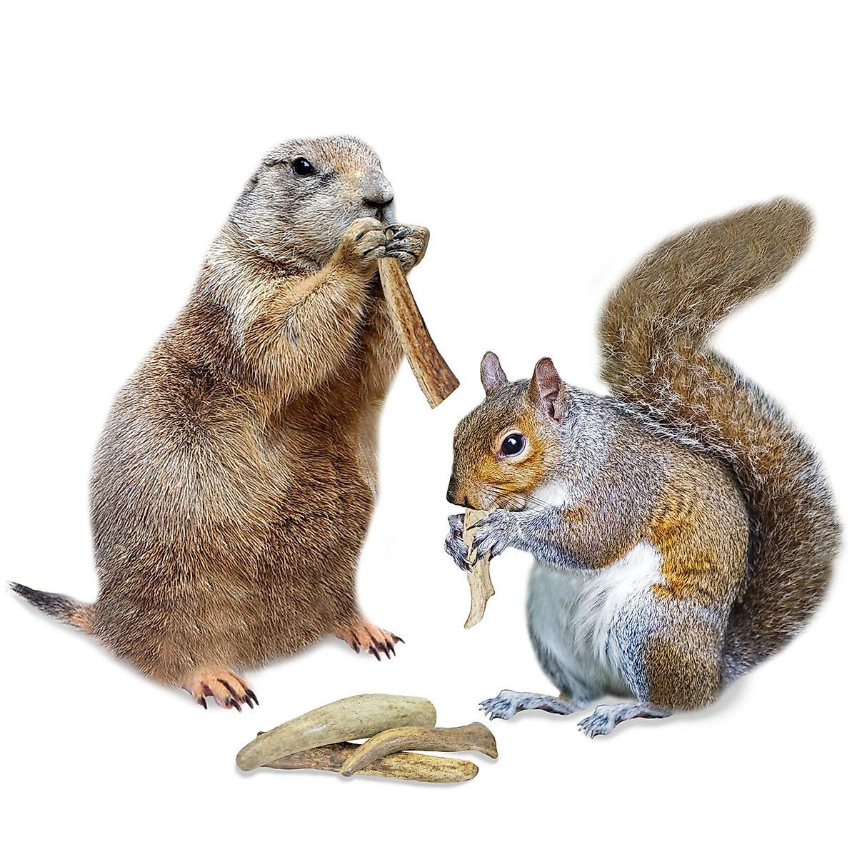 Exotic Nutrition Chew Assortment - Healthy Natural Variety Pack Chew Treat Toys - for Chinchillas, Guinea Pigs, Hamsters, Rabbits, Degus, Prairie Dogs & Other Small Pets