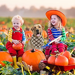 YUJUN 2 Pack Thanksgiving Pet Dog Bandana Fall Autumn Plaid Double Layer Fabric Reversible Triangle Bibs Scarf Pet Accessories for Thanksgiving Fall Small to Medium Pet Costume Supply(Tassel Style)