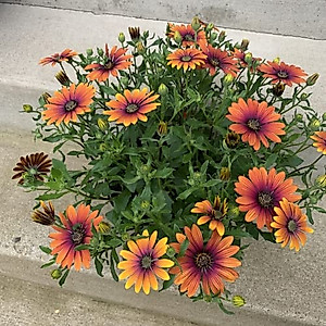 CHUXAY GARDEN Pink Orange Osteospermum-'Serenity Bronze'African Daisies 25 Seeds Annual Flowering Plant Bloom Summer and Fall Beautiful Flower Grows in Garden and pots