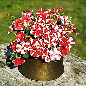 CHUXAY GARDEN 50 Seeds Red and White Star Petunia Seeds,Petunia Integrifolia,Violetflower Petunia, Petunia Violacea Rare Color Flowers Grows in Garden and pots High Germination Rate