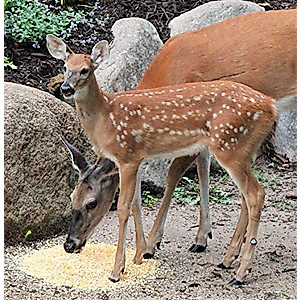 Executive Deals Cracked Corn Feed for Birds, Squirrels, Deers, Wildlife - 10LB (Double-Sealed)